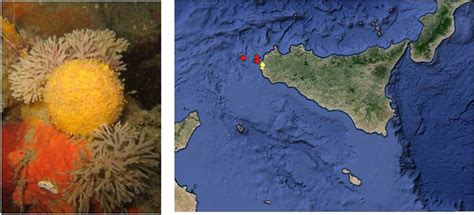 Tethyacitrinaimg — Ispra Istituto Superiore Per La Protezione E La Ricerca Ambientale