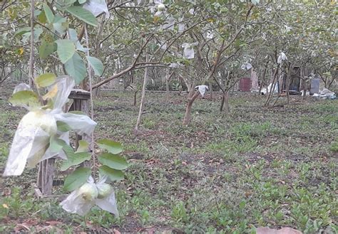 Kebun Jambu Kristal Ringintunggal Ruang Teduh Di Tengah Ladang Minyak Gayam Jurnaba