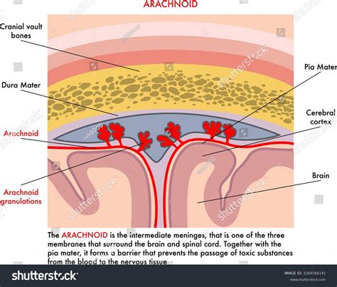 Medical Illustration Arachnoid Annotations Explaining Function Stock