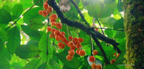 Dipterocarp Forests The Fortress Of Biodiversity Life