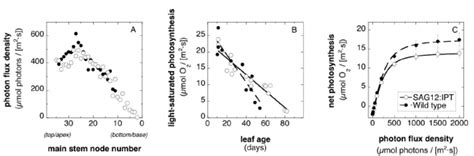 Light Interception By Leaves At Different Positions In The Canopy Of Wt