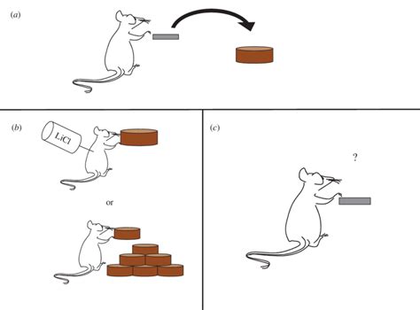 Outcome Devaluation Procedure A Animals Are Trained To Press A Level