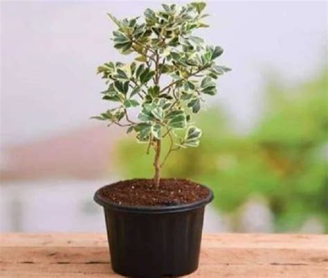 Well Watered Ficus Triangularis Plant For Garden At ₹ 130 Piece In Lucknow