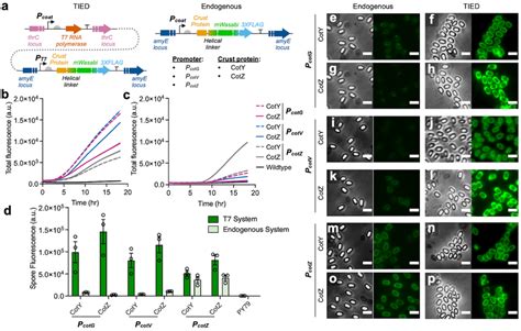 T7 Rna Polymerase Enabled High Density Protein Display On B Subtilis