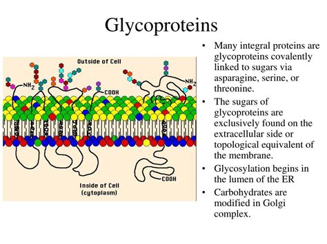 Membrane Glycoprotein Examples At Sam Cawthorn Blog