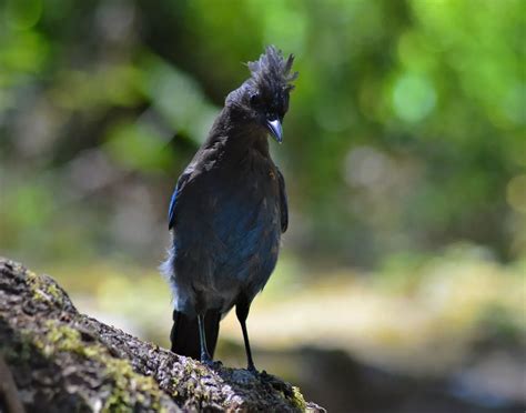 Steller Jay Facts Where Do Stellers Jays Live Habitat