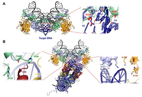 Target Dna Capture A Crystal Structure Of The Target Capture Complex