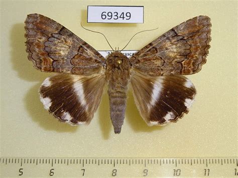 Noctuidae Achaea Catella Madagascar Fareastinsects