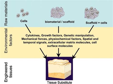 14 Tissue Engineering Approaches Classified Into Three Strategies I