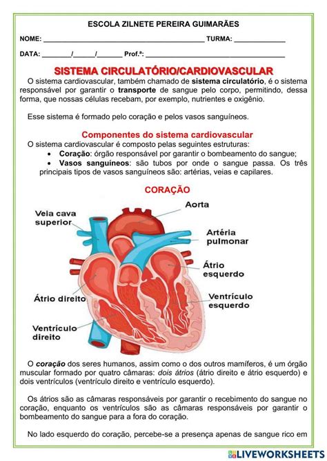 Atividades Sistema Cardiovascular 5 Ano Fdplearn