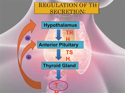 Thyroid Presentationpptx Thyroid Disorders Endocrine And Metabolic