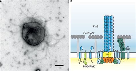A Negative Stained Electron Microscopic Image Of Methanococcus Download Scientific Diagram