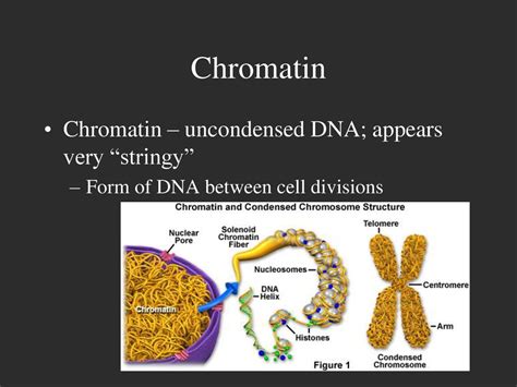 Asexual Reproduction And Mitosis Ppt Download