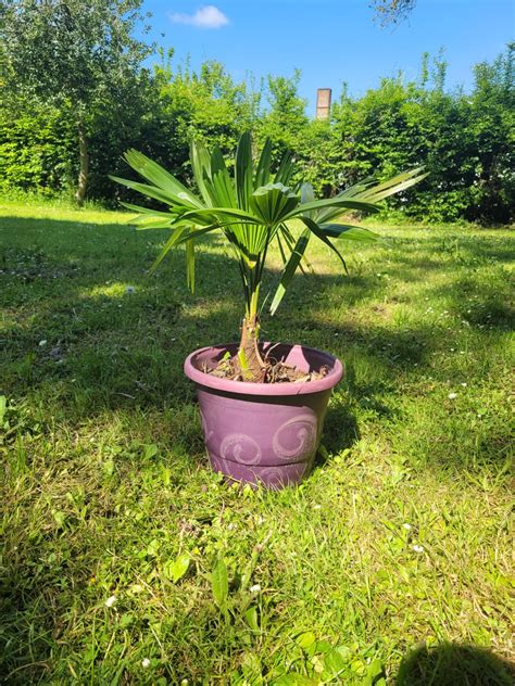Palmier 1 Pied 50cm Local Palm