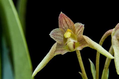 Lan Lọng Dành Cho Các Bác Sưu Tầm