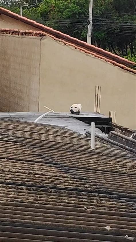 Cute Doggo Runexpected