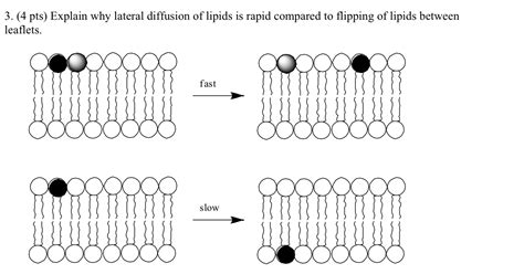 Solved Explain Why Lateral Diffusion Of Lipids Is Rapid Compared To