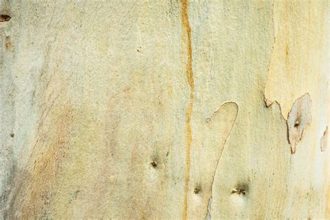 Eucalyptus Tree Background Stock Image Image Of Spring 57335633