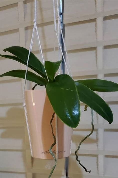 22 Types Of Orchids With Pictures And How To Care For Them