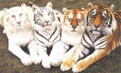 Tiger Color Morphs