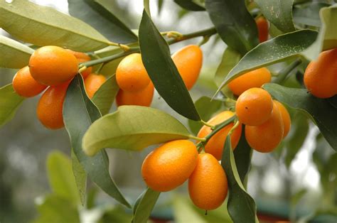 Indoor Kumquat Tree Care