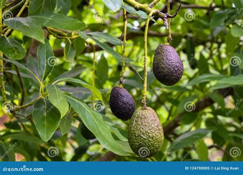 The Avocado in the Avocado Farm Stock Image - Image of exotic, leaf ...