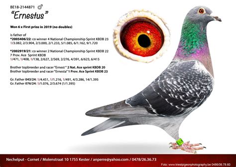 The Nechelput Cornet Tandem Kester Be Is Unstoppable In The Speed Races Pipa