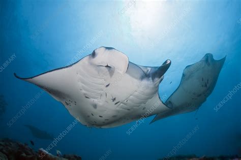 Reef Manta Ray Stock Image C0608197 Science Photo Library