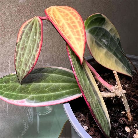 Hoya Macrophylla Care Growing Guide Plantcarefully