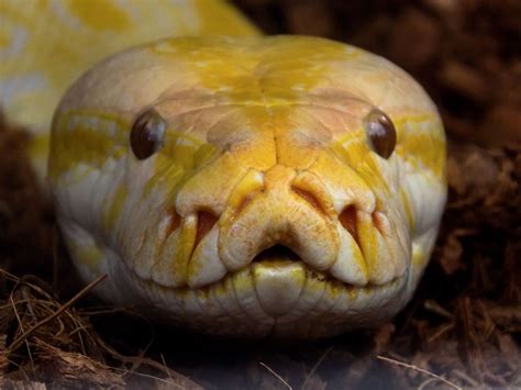 Yellow Python In Lombardia Italy By Cesare Vatrano Cute Reptiles