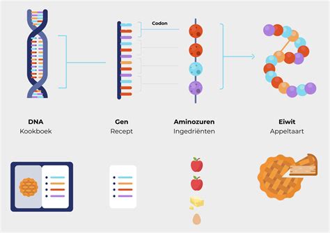 Chemische Structuur Van Eiwitten College Eiwitstructuur En Functie