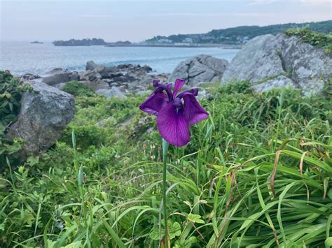 Img7428 スタッフブログ｜種差海岸インフォメーションセンター