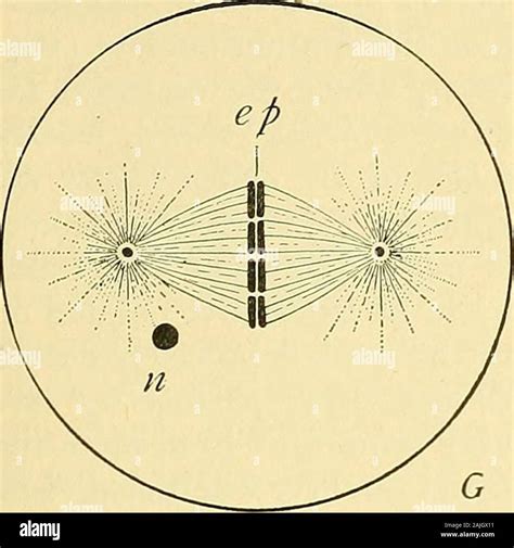 The Cell In Development And Inheritance Spindle Figs 25 D F 27