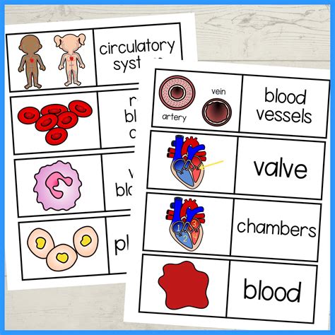 The Circulatory System Printable Foldouts And Worksheet Activity For