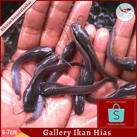 Jual Bibit Lele Sangkuriang Harga Terbaik And Termurah Oktober 2022 Shopee Indonesia