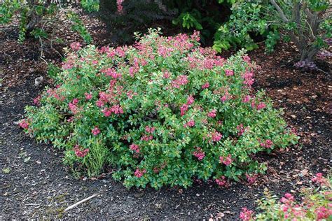 Chiaras Plants Escallonia Rubra And Escallonia Newport Dwarf