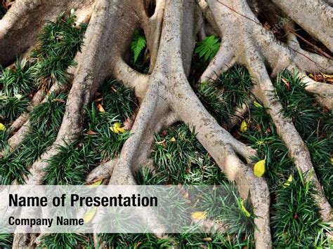 Tree Root Powerpoint Template Tree Root Powerpoint Background