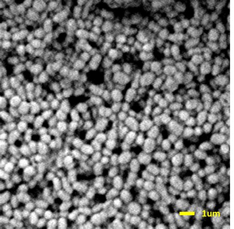 Streptococcus Lactis Microscopic