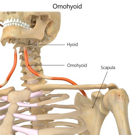 Omohyoid Muscle Origin And Insertion