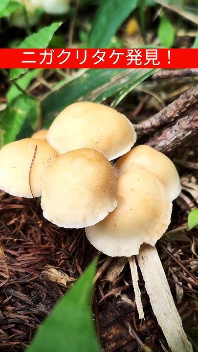 【猛毒！】ニガクリタケの見分け方 八ヶ岳南麓田舎暮らし きのこ アウトドア 北杜市 キャンプ Youtube