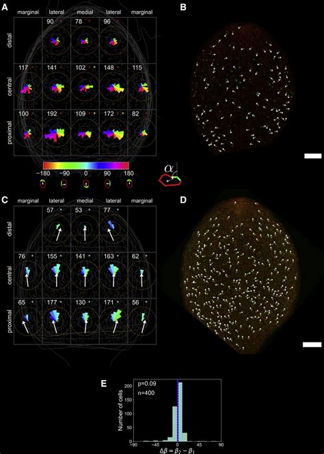 Spatial Distributions Of Basl Polarity In Unstretched Cotyledons A