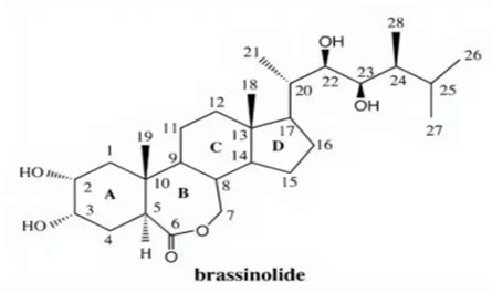 Analysis Research And Market Of Plant Growth Regulator Natural