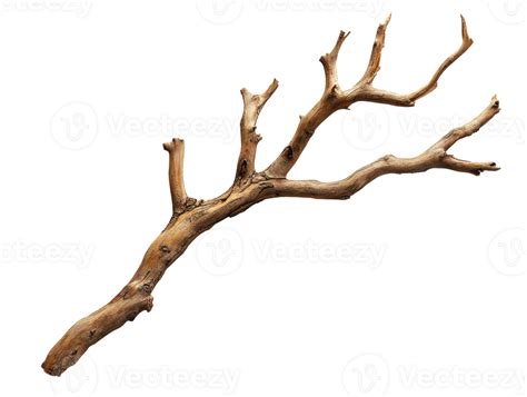 Tree Stick Png PNGs For Free Download