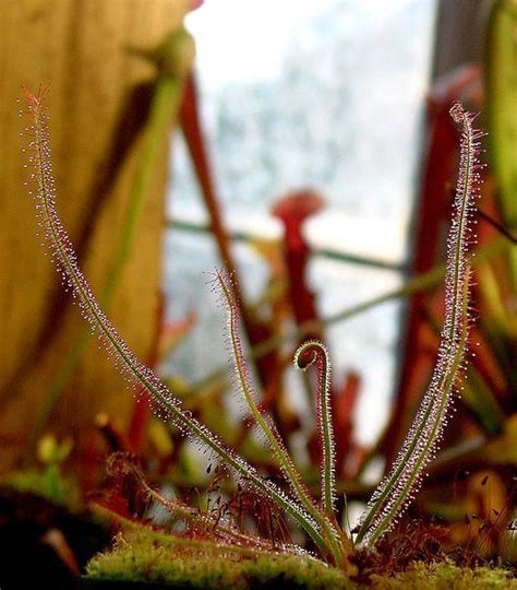 Sundew Drosera Graminifolia