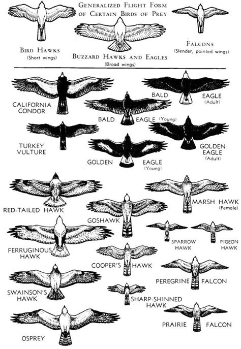 11 Hawk Identification Ideas Hawk Identification Bird Identification