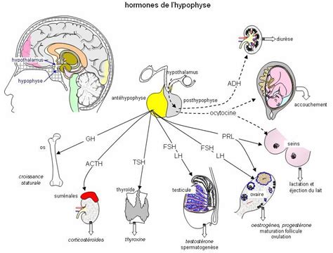 Hypophysis Hypophyse Physiologie Anatomie