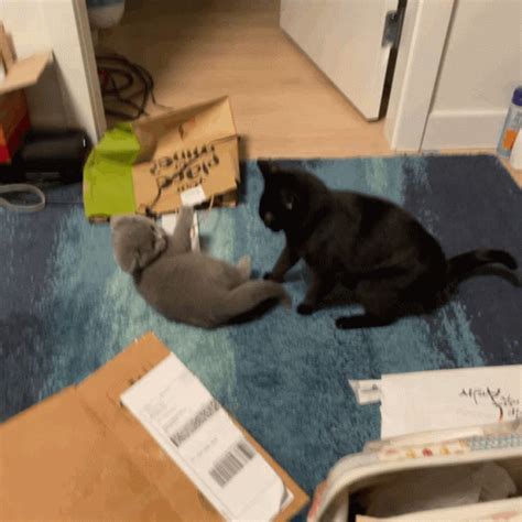Peace Out  Peace Out Cat Discover And Share S