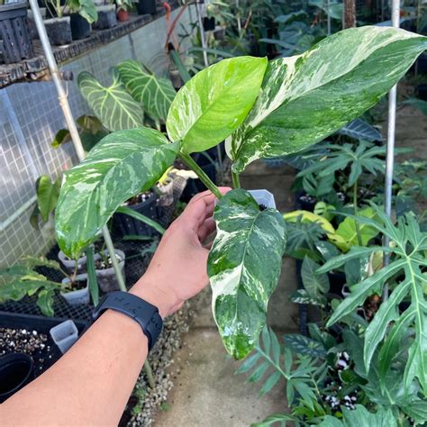 Monstera Lechleriana Variegated., Furniture & Home Living, Gardening ...