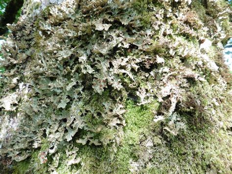 Decline Of Oak James Hutton Institute