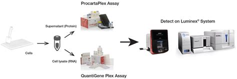 Immuno Oncology Elisa Kits And Multiplex Immunoassays Thermo Fisher